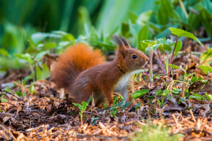 © AB Photographies - Conditions générales